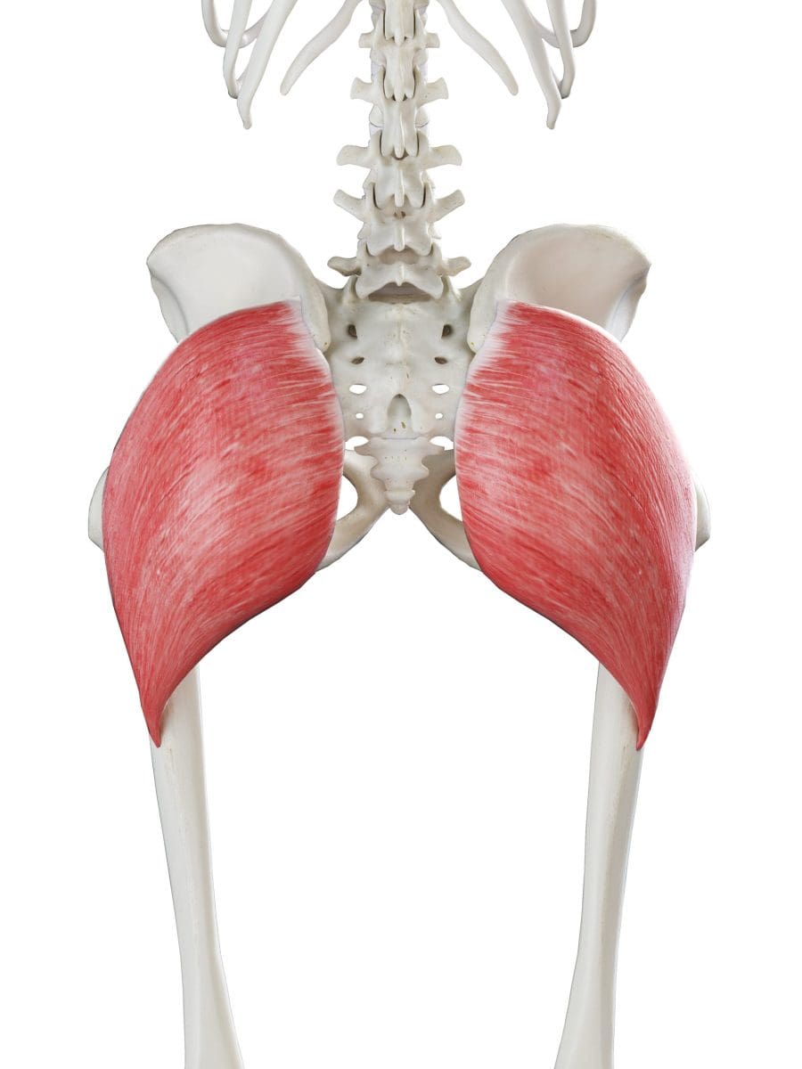 The Powerhouse Glutes: Unveiling the Three Muscles That Steer Our ...